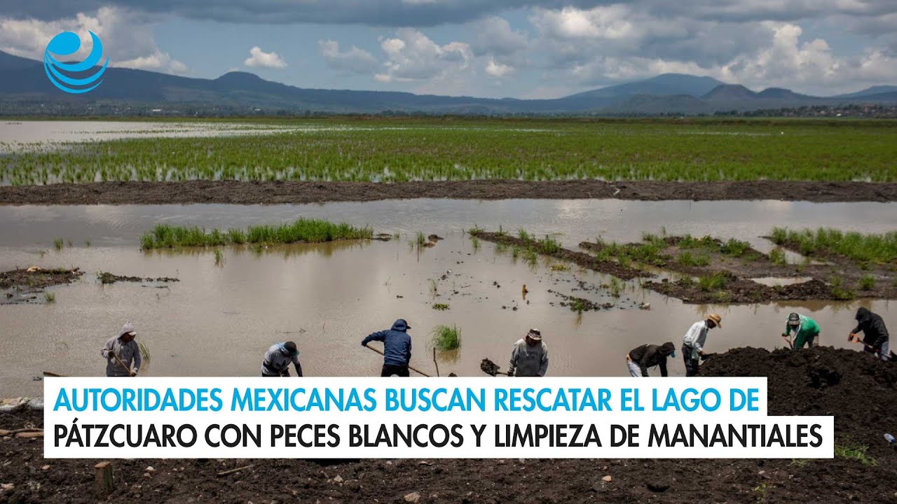 Autoridades mexicanas buscan rescatar el lago de Pátzcuaro con peces ...