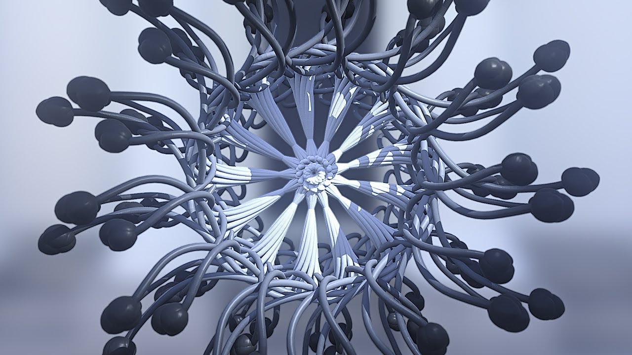 Mandala Mograph 10 | 3d Mandala Animation | Motion Graphics - YouTube