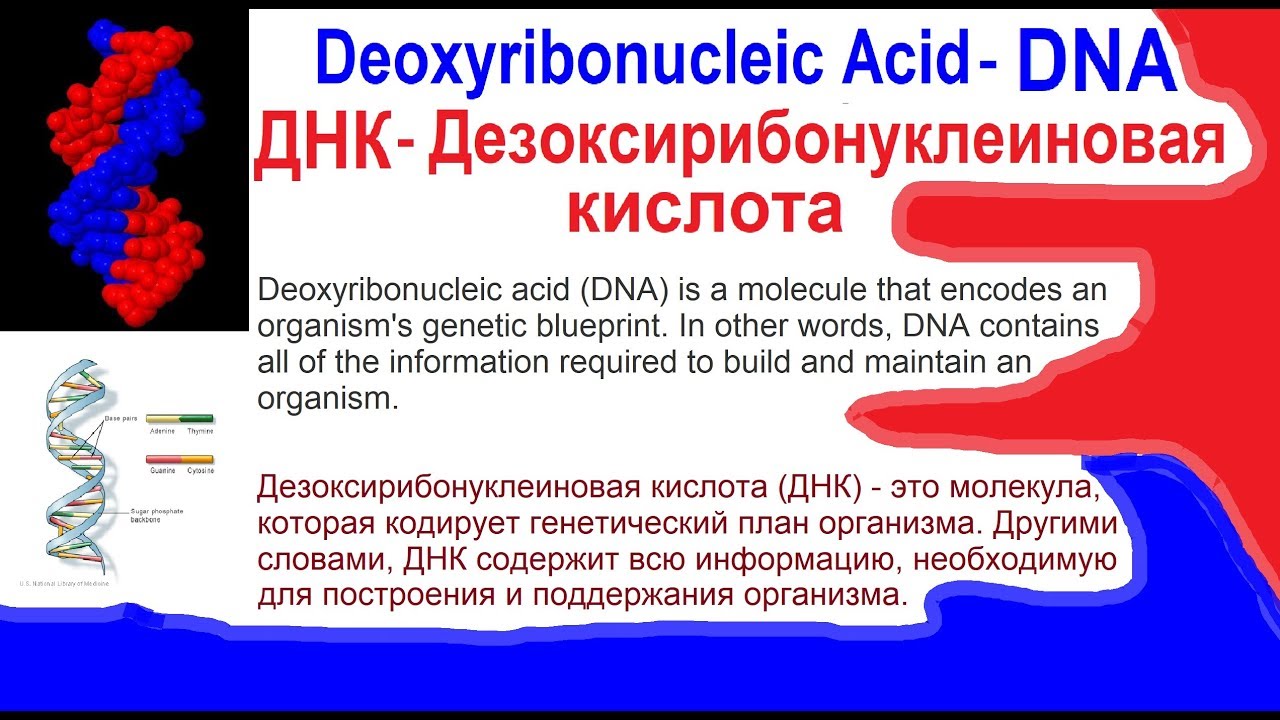 DNA ДНК ENGLISH RUSSIAN GENES ГЕНЫ Explained Basics - YouTube