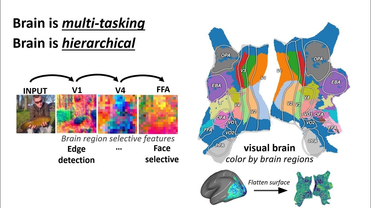 [2min paper] Brain Decodes Deep Nets - YouTube