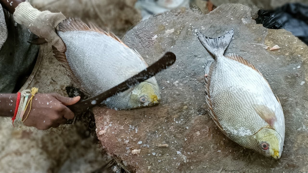 Rabbit/Ora Fish Cutting Skill | Expert Fish Cutter Mr. Selvam in ...