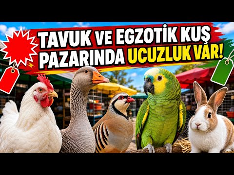 Hayvan pazarında hareketlilik başladı ilgi çok yoğun 06.09.2026 