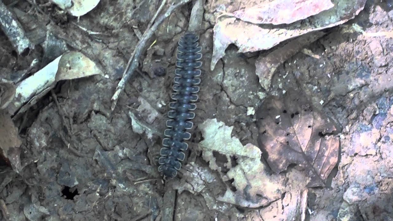 Flat-backed Millipede on the jungle track Sabah Bornéo Malaisie - YouTube