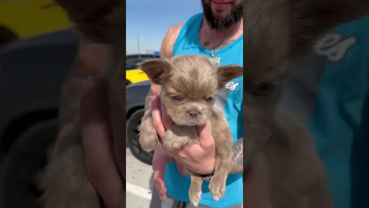 Isabella fluffy French bulldog. One of the first in the world!! - YouTube