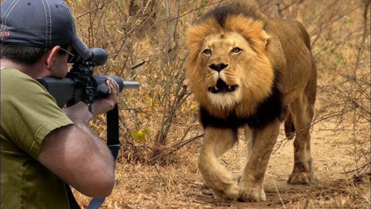 Epic Lion Hunt | Wild Safari Adventure – Intense Hunting Action - YouTube