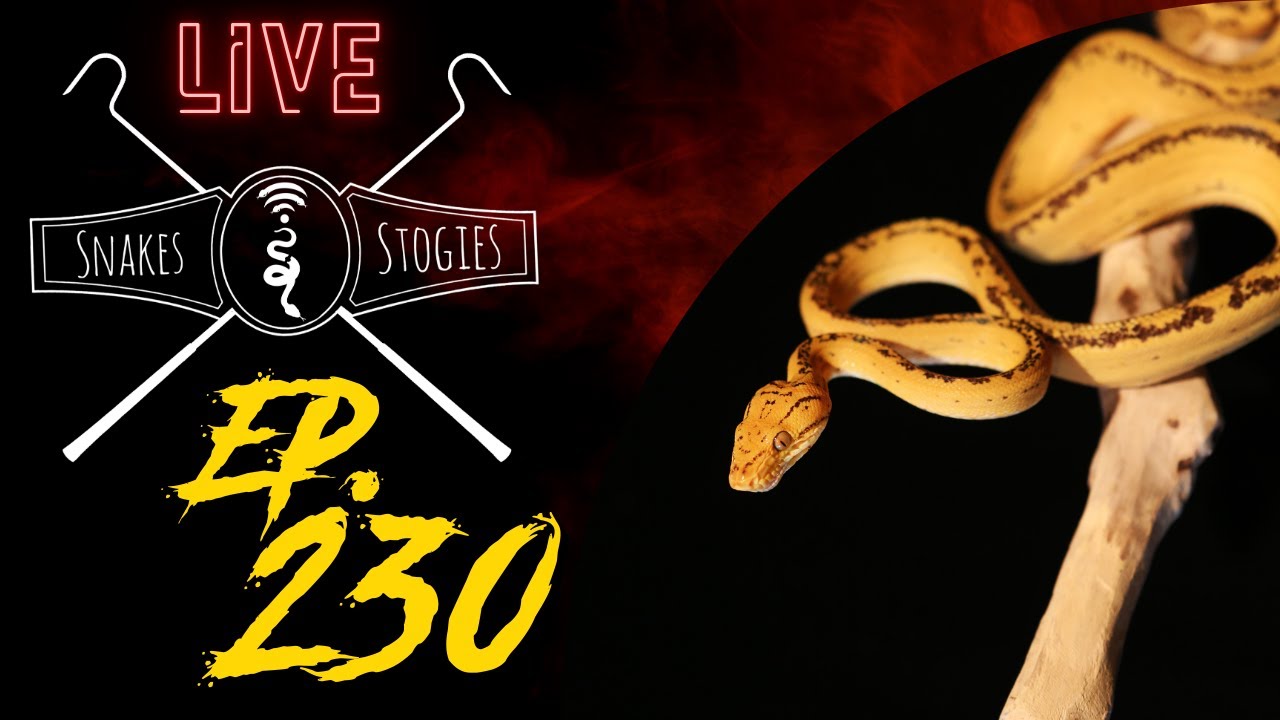 Snakes & Stogies Ep. 230 - YouTube