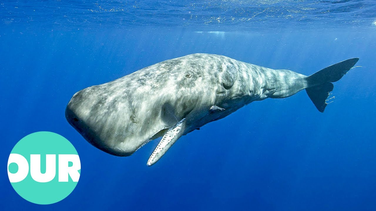 Is This The Most Intelligent Creature On Earth Our World YouTube is-this-the-most-intelligent-creature-on-earth-our-world-youtube