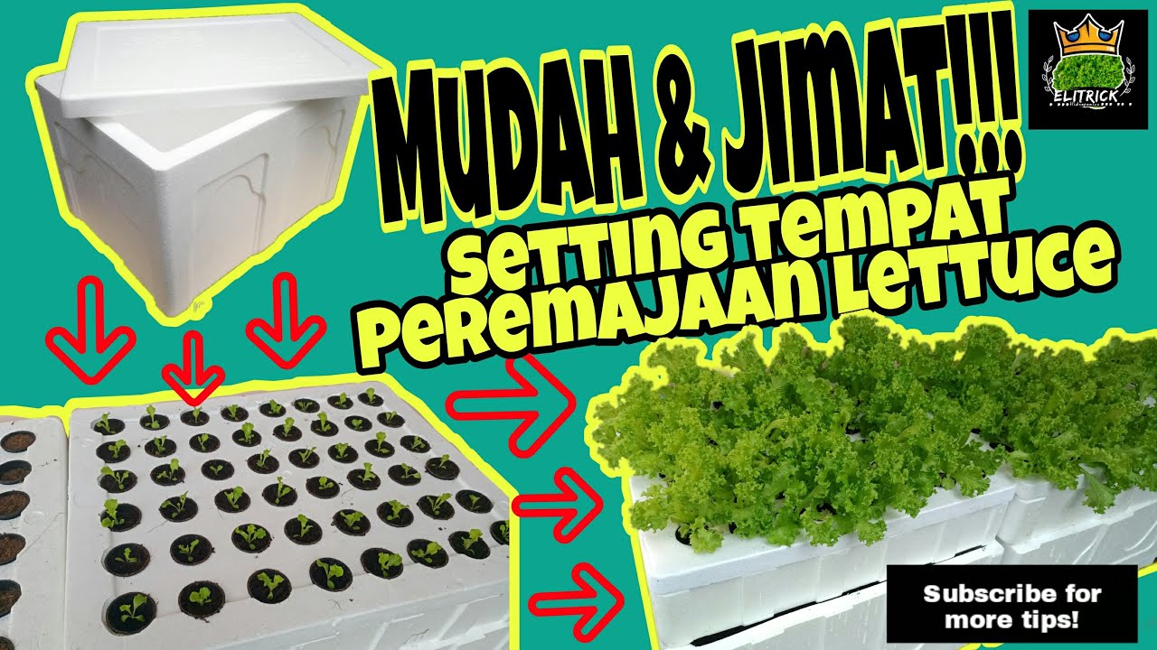 SETTING TEMPAT PEREMAJAAN LETTUCE. - YouTube