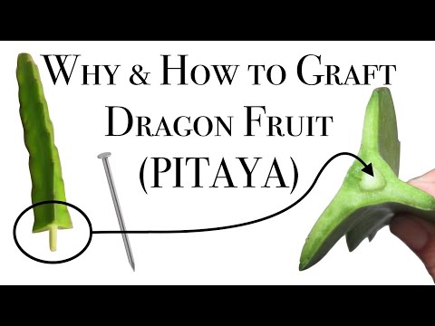 drygen froot plant grafting - YouTube