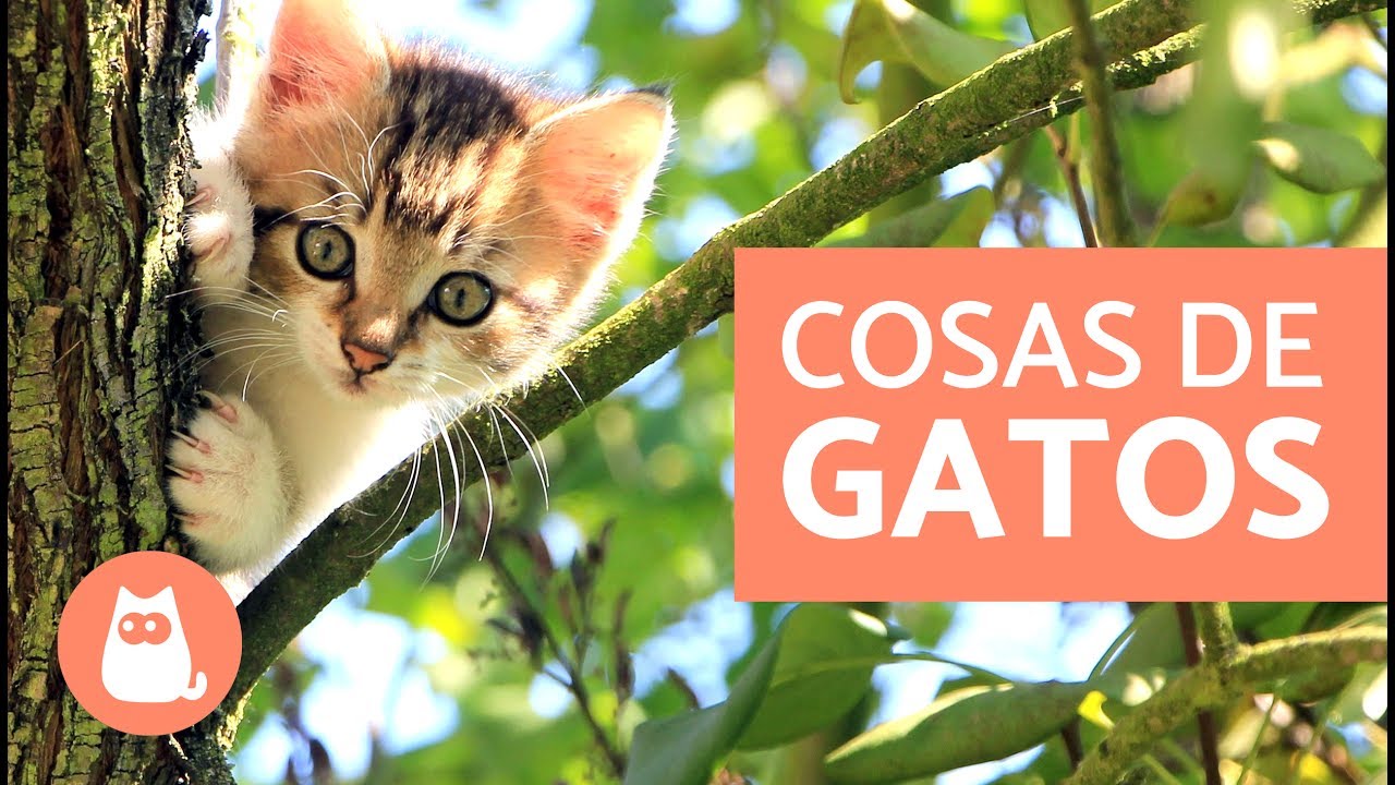 10 cosas que le gustan a los GATOS - YouTube