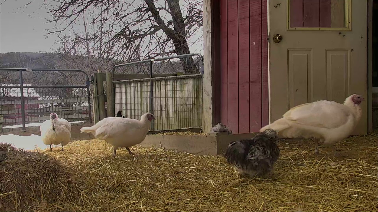 Turkey Barn Cam 03-27-2018 06:56:41 - 07:56:42 - YouTube