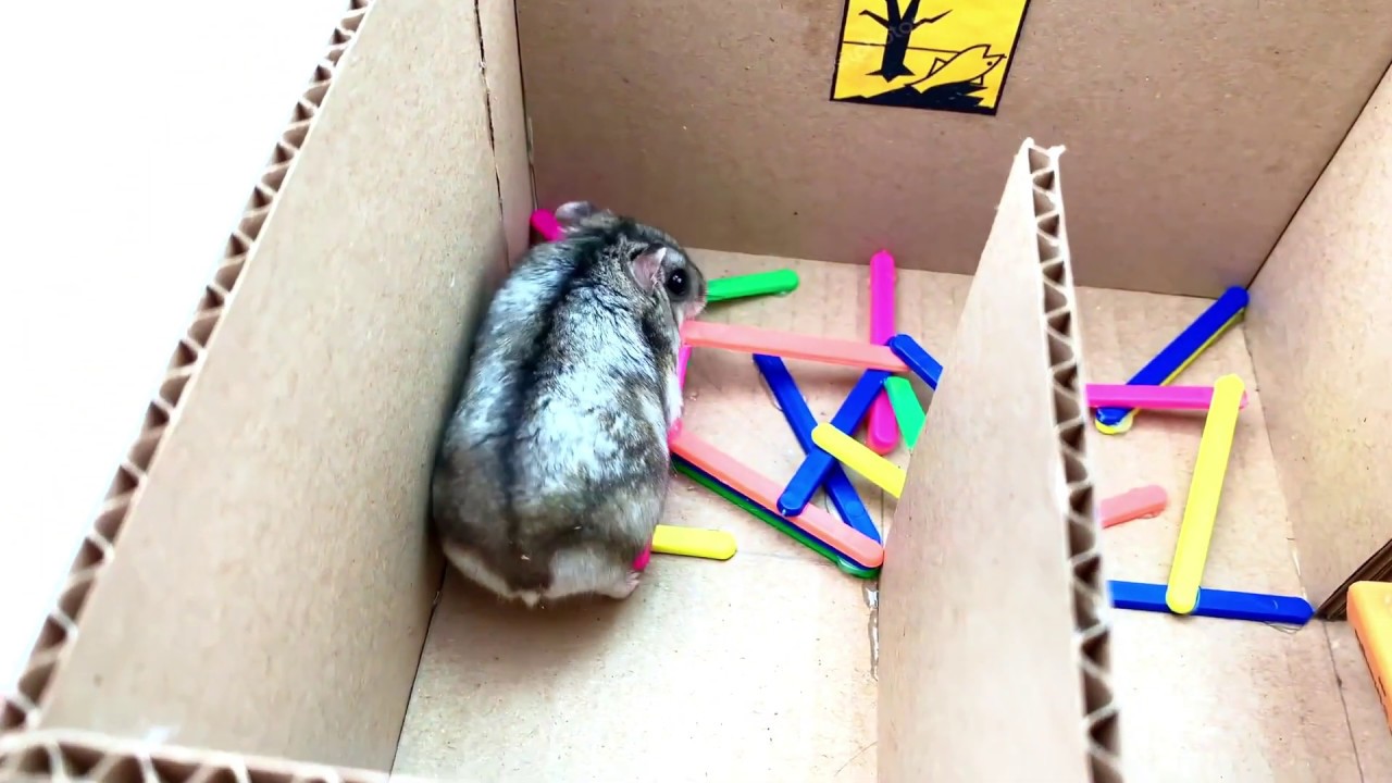 Cardboard Maze for Hamster - YouTube
