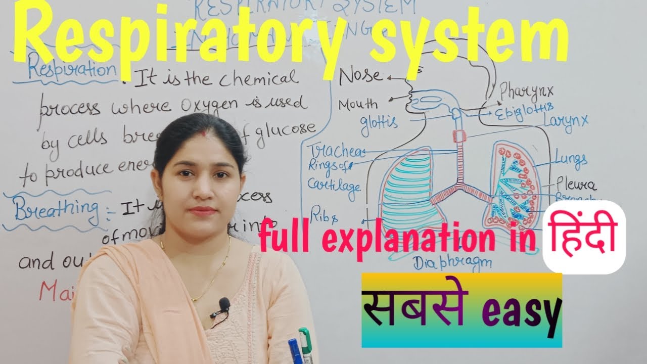Respiration in humans . Respiratory system anatomy / Biology ...
