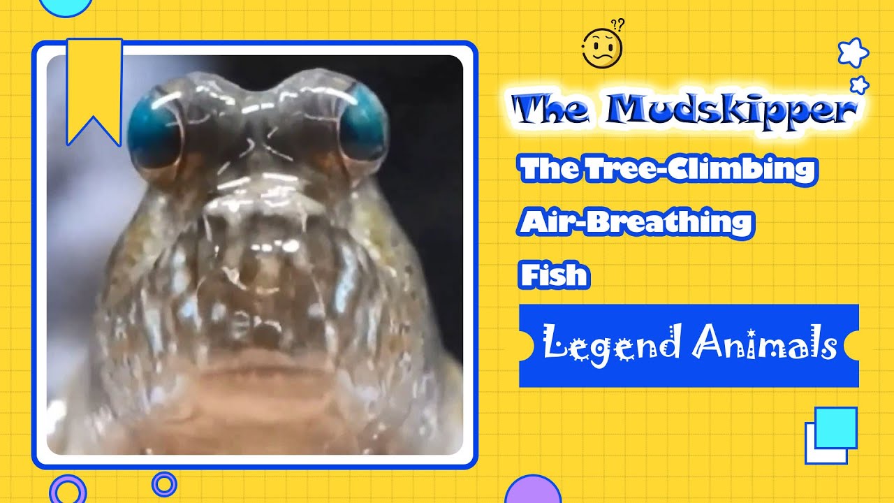 🐟+🌳The Tree-Climbing, Air-Breathing Fish:Mudskipper#mudskippers #fish # ...
