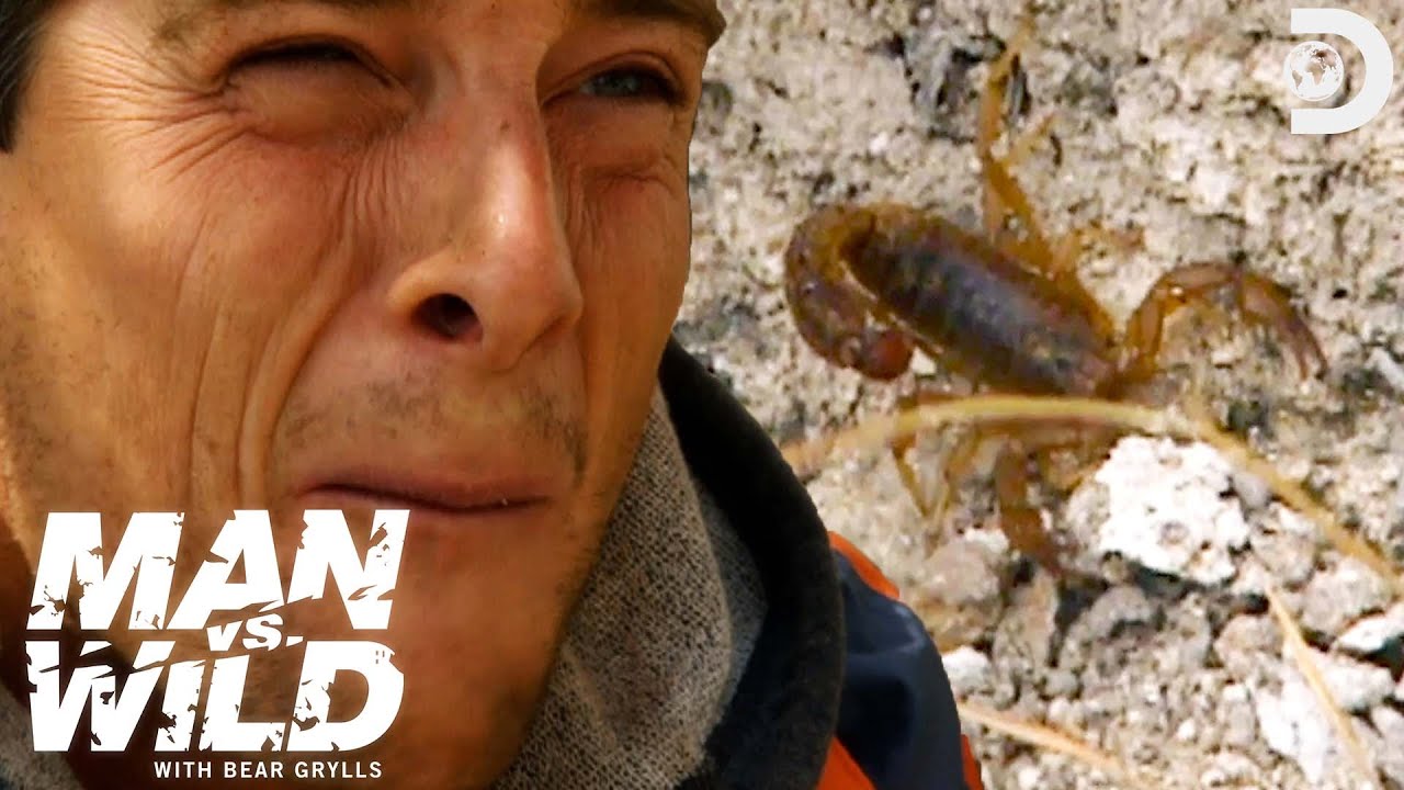 Bear Grylls Eating Frog Alligator Hands, Fried Cockroaches And Bear