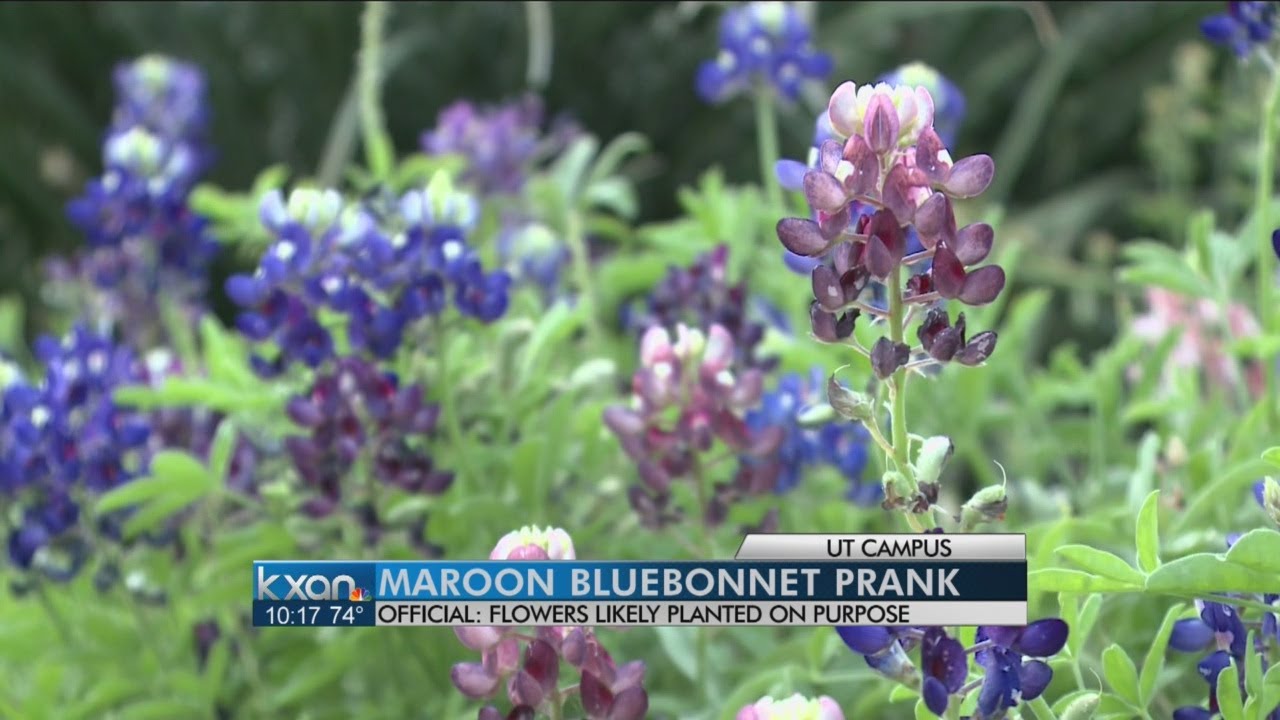 Did an Aggie plant maroon bluebonnets at UT Tower? - YouTube