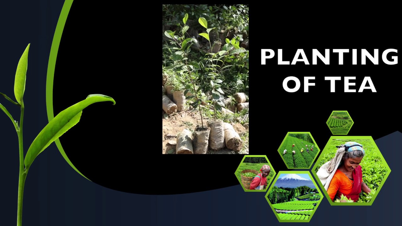 Planting of Tea - YouTube