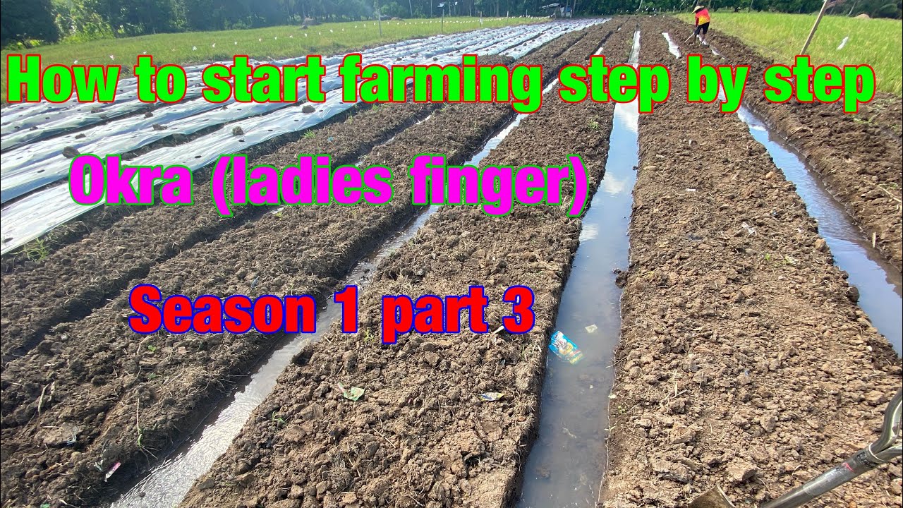 Rice field converted to vegetable farm step by step (season 1 part 3 ...