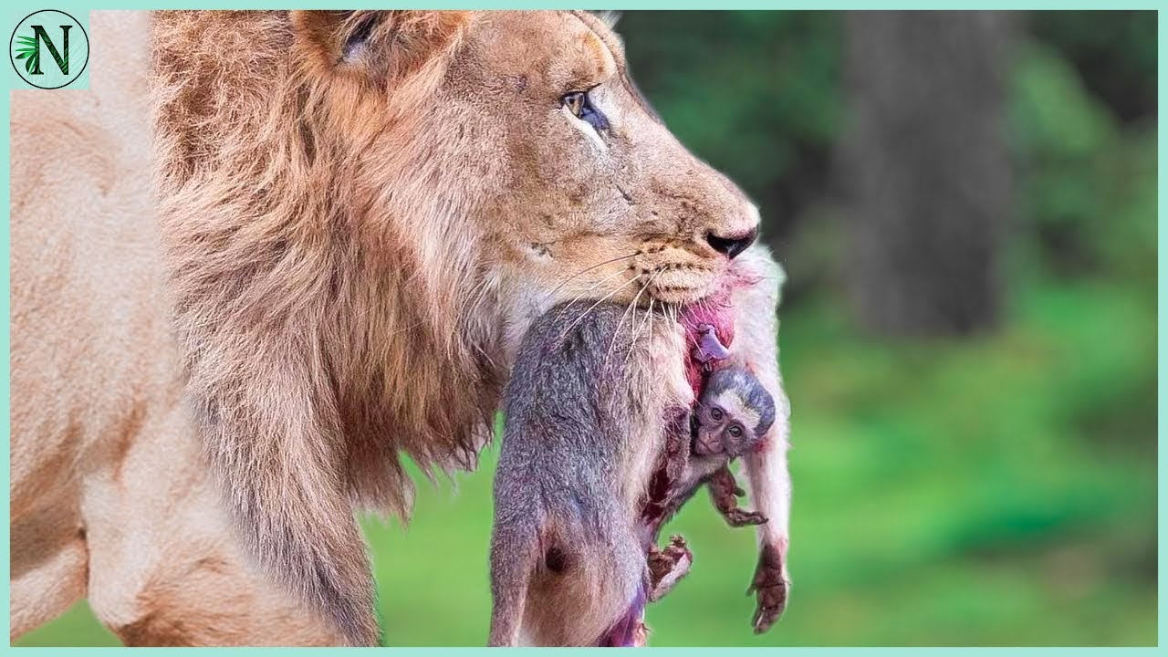 Lion Kills Monkey and Helpless Baby Soon After - YouTube