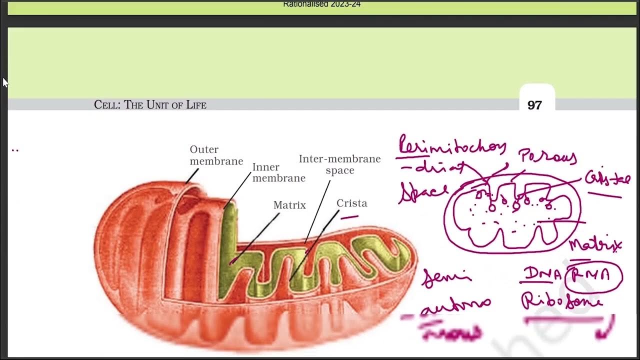 Cell Structure and Function Class 11 Part 14 ,Mitochondria, Explained ...