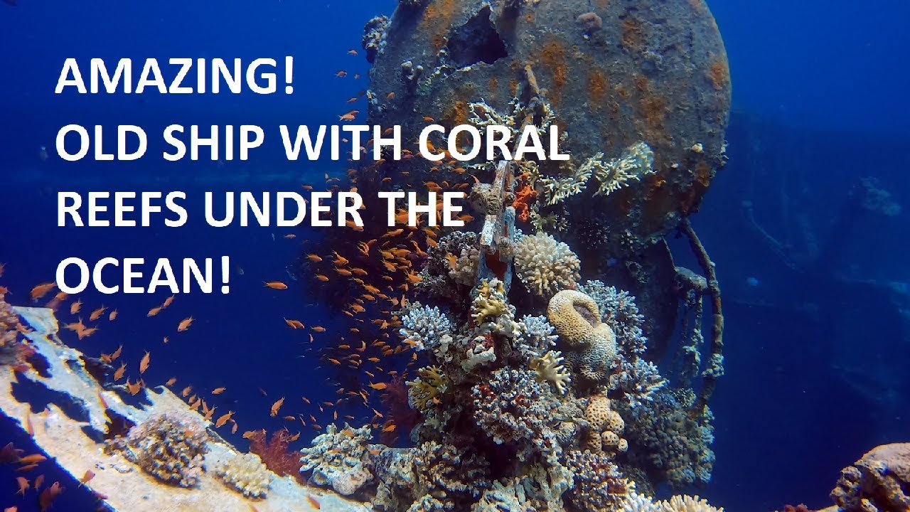 Amazing! Old Ship with Coral Reefs Under The Ocean! - YouTube