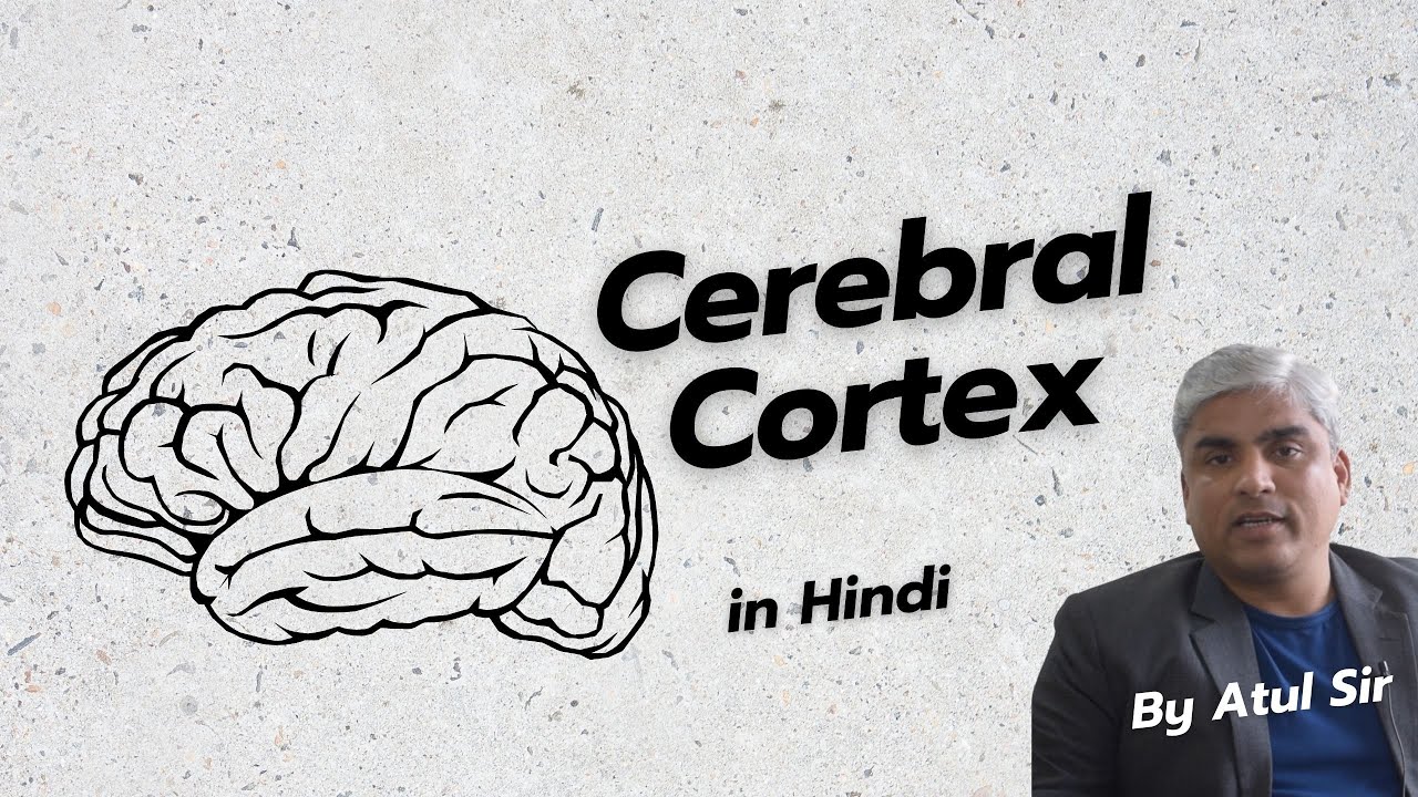 Cerebral Cortex - YouTube