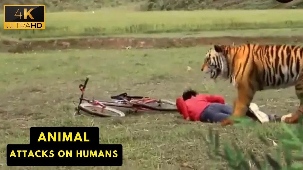 Animal Attacks on humans-Animal Attacks on peolpes | Wild Wide Life ...