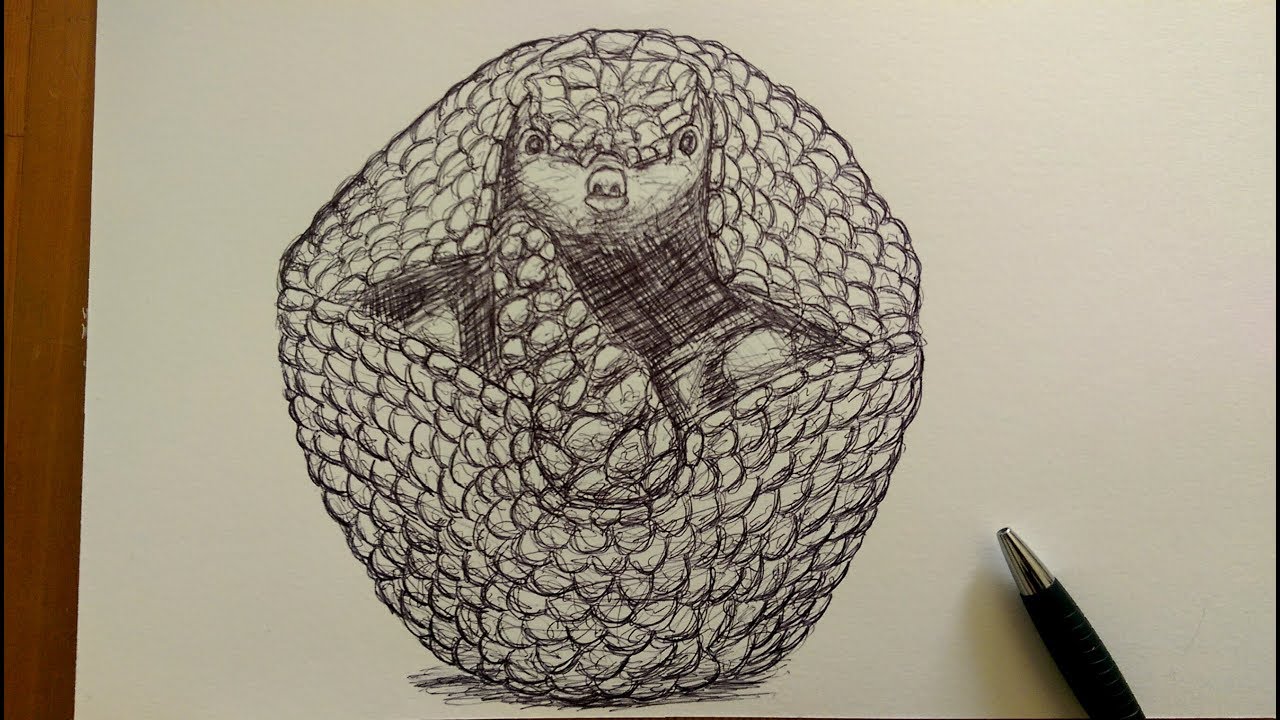 Timelapse: How to draw a armadillo (with a ballpoint pen) - YouTube