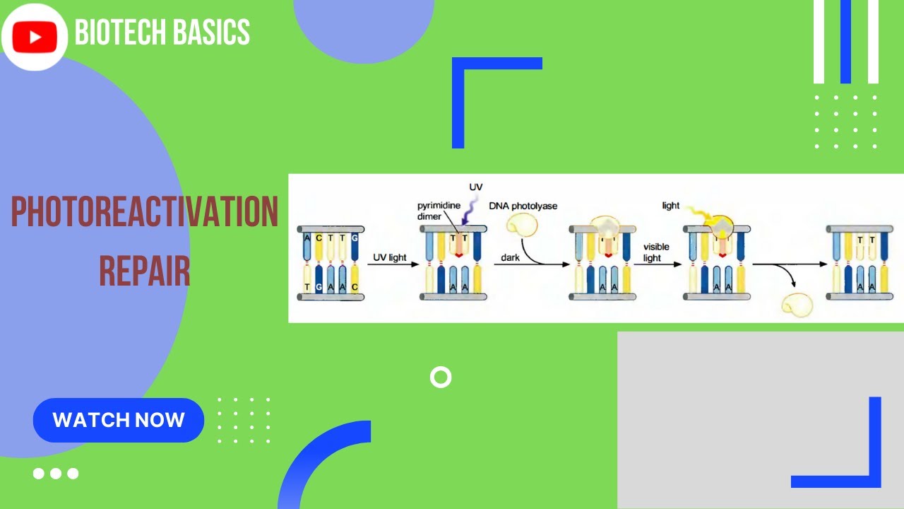 Photoreactivation Repair || DNA Repair || GATE || IITJAM || CSIR-NET ...