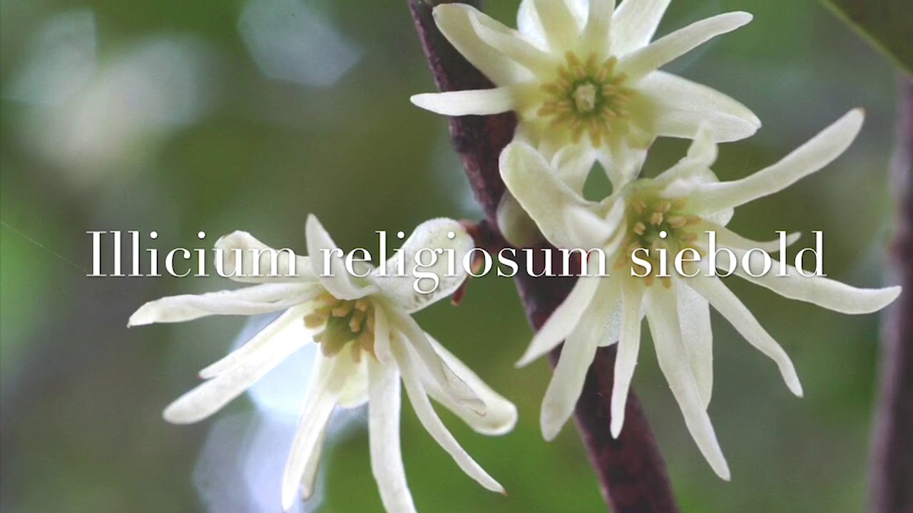 Magnoliidae - YouTube