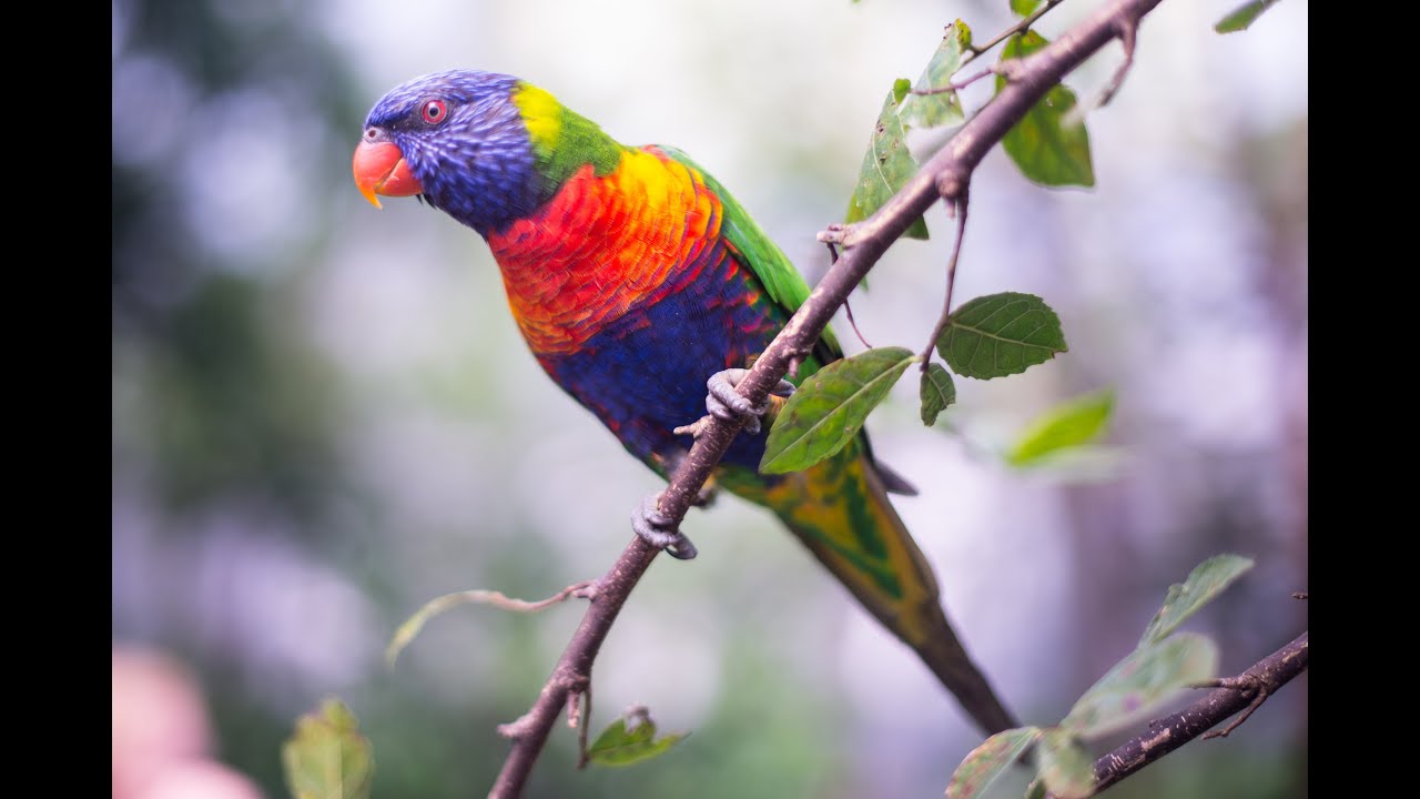 15 Minute Bird Sound to Start Up your Morning and Brightens Your Mood ...