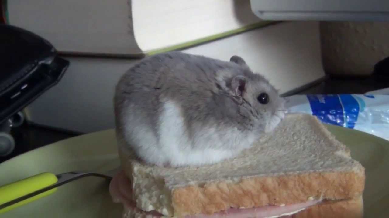 Hamster eating a sandwich - YouTube