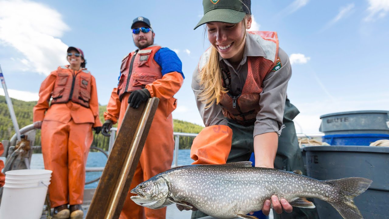 Native Fish Conservation in Yellowstone National Park - YouTube