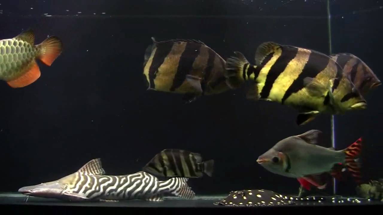 Giant Tigrinus and Tank - Revisited - YouTube