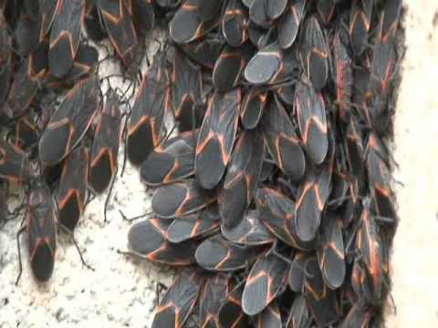 Boxelder bug horde - YouTube