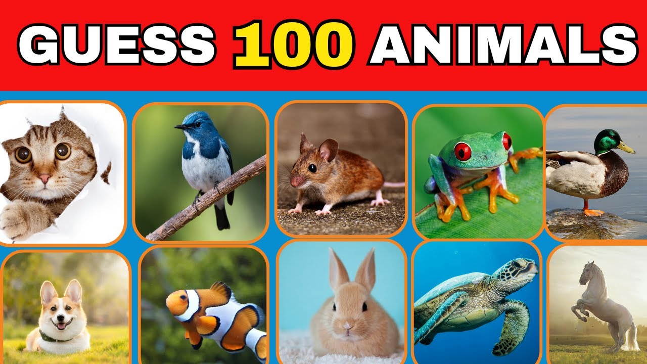 Guess 100 Animals in 3 Seconds 🦁🐧| Easy, Medium, Hard, Impossible - YouTube