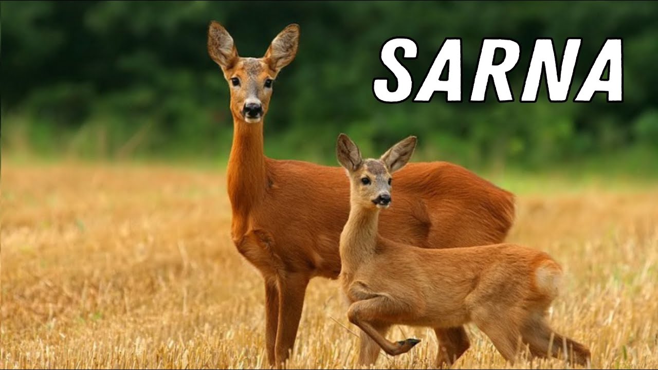 TOP 25 CIEKAWOSTKI - SARNA 🦌 - YouTube