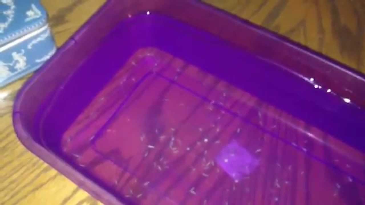 Axolotl babies hatching. - YouTube