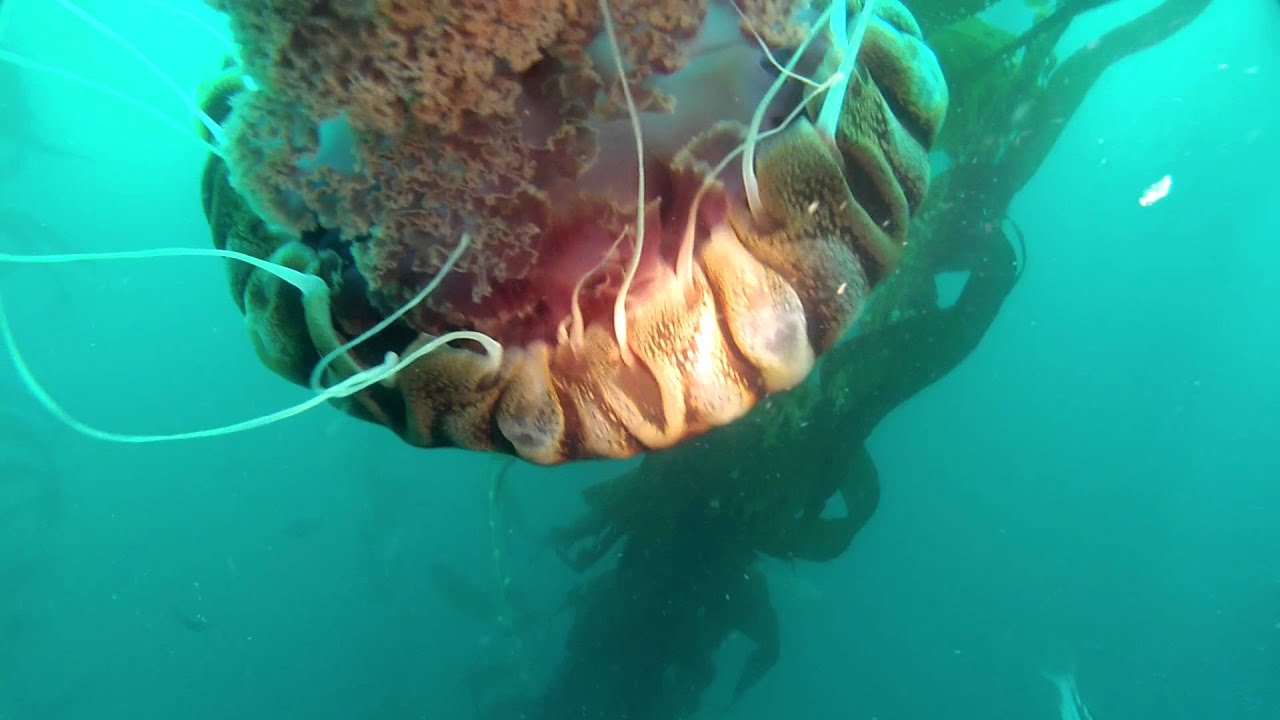 Black Sea Nettle (Chrysaora achlyos) with Pacific Butterfish Inside ...