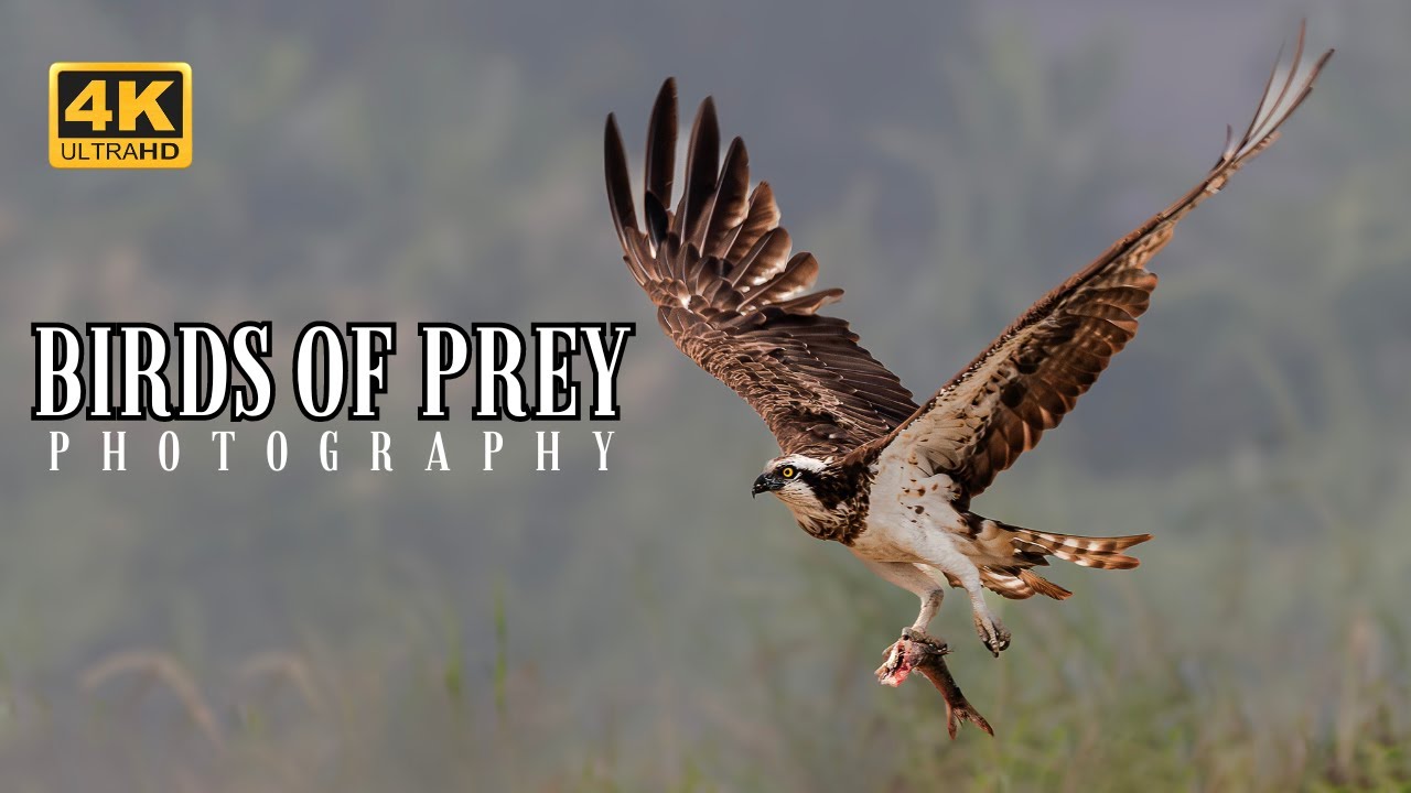 "Winged Predators Unveiled: A Photographer's Journey into Birds of Prey ...