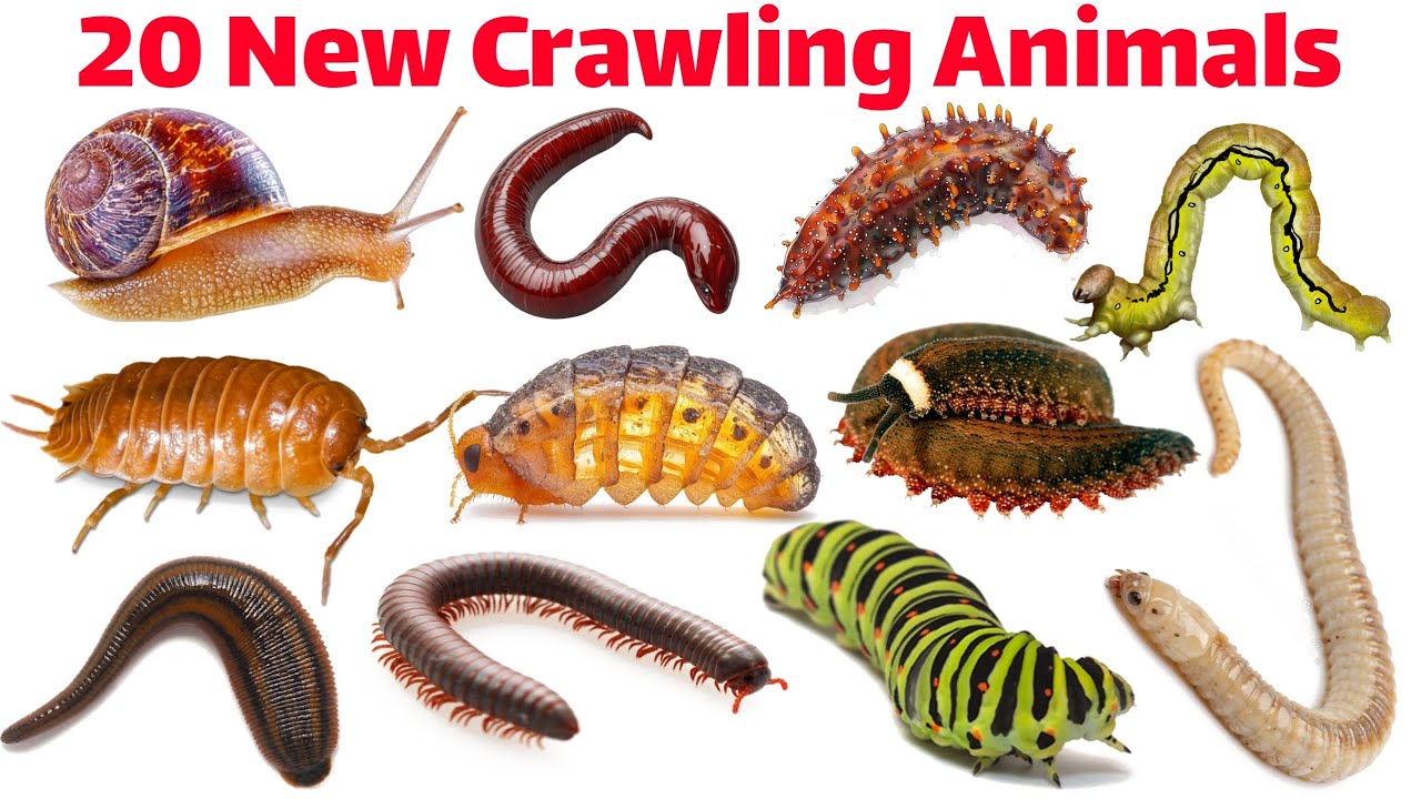 20 Crawling Animals Names for Kids | Learn Animals in English ...