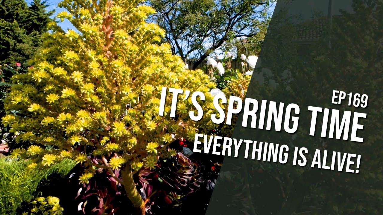 #169 - It is spring and my garden is coming back to life! - YouTube