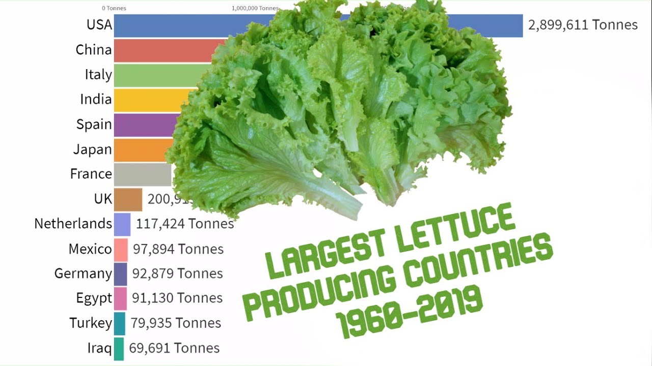 Largest Lettuce Producing Countries in the World 1960-2019 - YouTube