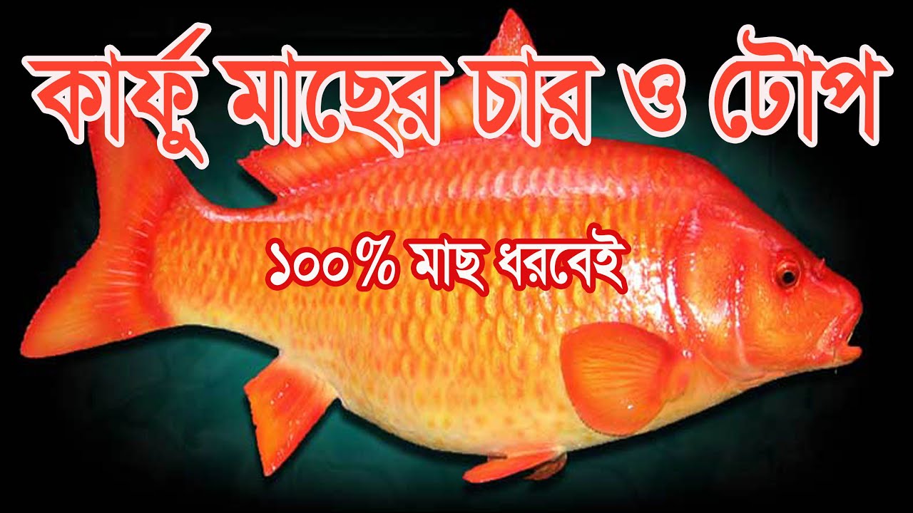 কার্ফু মাছ ধরার টোপ ও চার || Karfu Fish Catching Top & Char Recipe ...