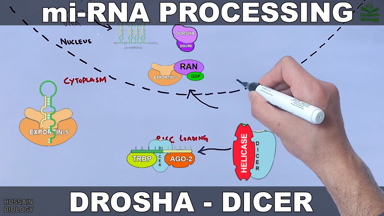 miRNA and its Processing | Drosha Dicer Cleavage - YouTube