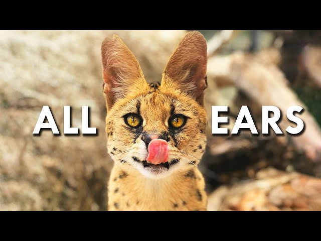 Serval Jumping For Bird