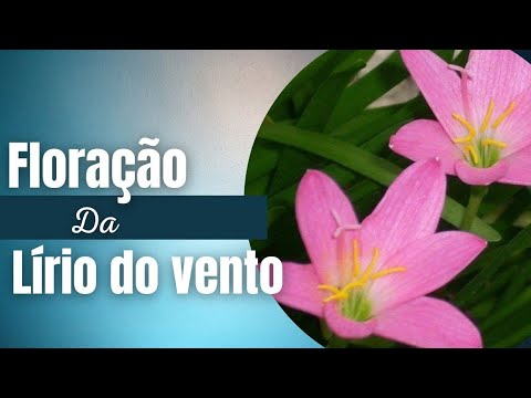 Floração da Lírio do Vento - YouTube