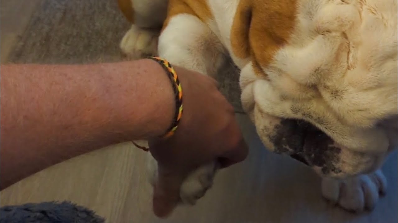 Pablo's still the sweetest big ol' softy around 🥹 #BulldogPabs - YouTube