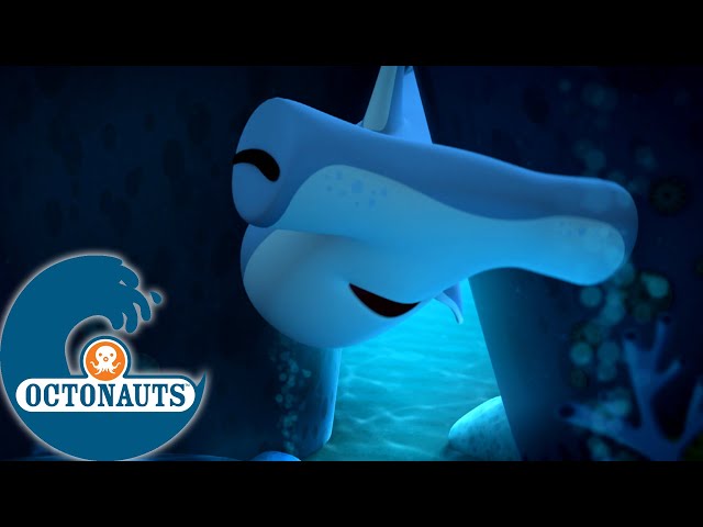 Dessin Animé De Requin Marteau