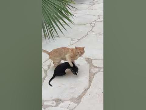 секс на улице #жизнь #смех #смешно #море #любовь #кот #кошки #кошка # ...